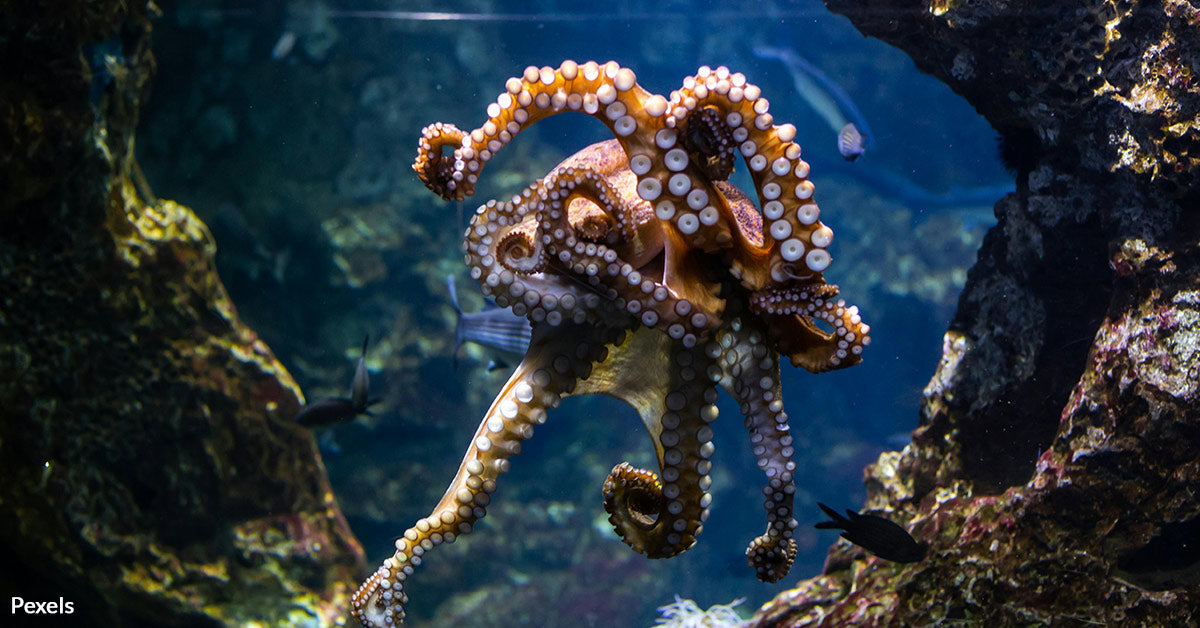 California Moves to Outlaw Octopus Farms, Prioritizing Compassion Over ...