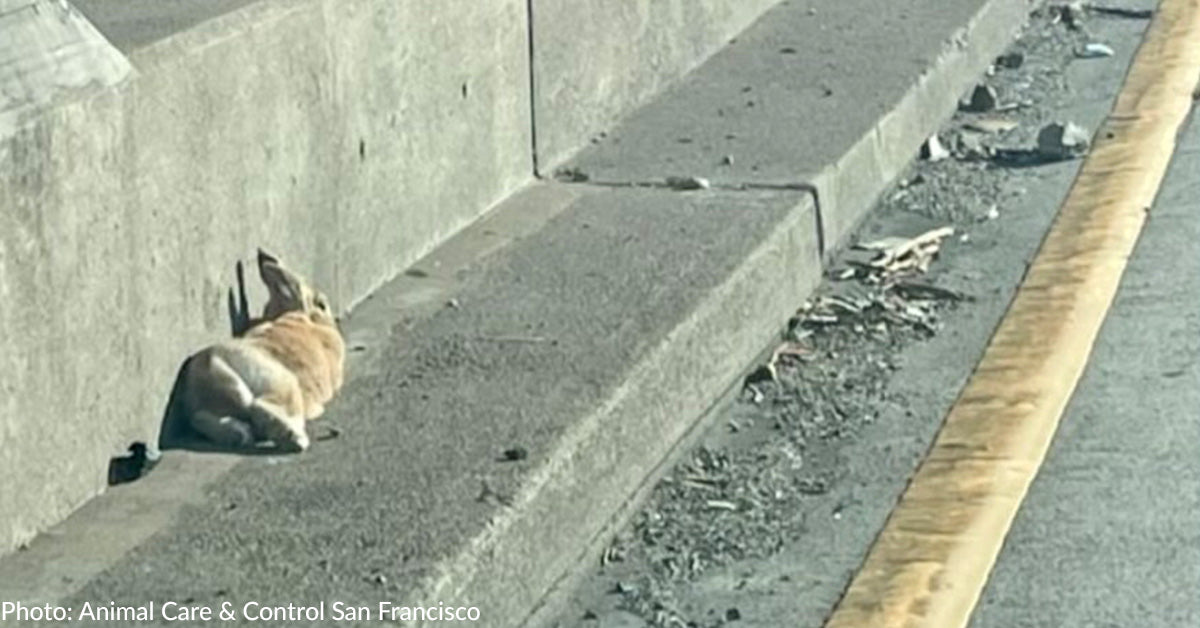 Officers Stop Traffic On Busy California Highway To Rescue Terrified ...