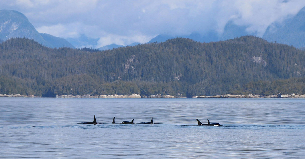 Orcas Turn Puget Sound Into a Hunting Ground for Terrified Seabirds ...