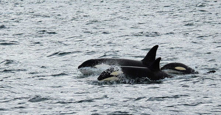 Killer Whales Use Kelp Like Tools in a Stunning Show of Intelligence ...