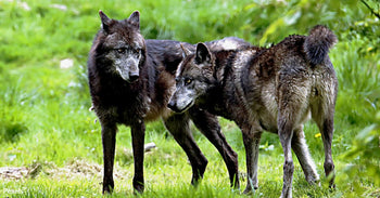 Poisonous Plots Against Oregon’s Wolves Endanger Families and Pets ...