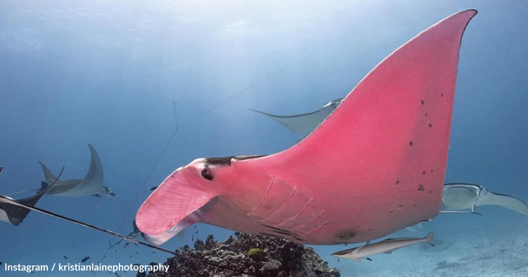 The Mystery Behind the World's Only Known Pink Manta Ray | GreaterGood