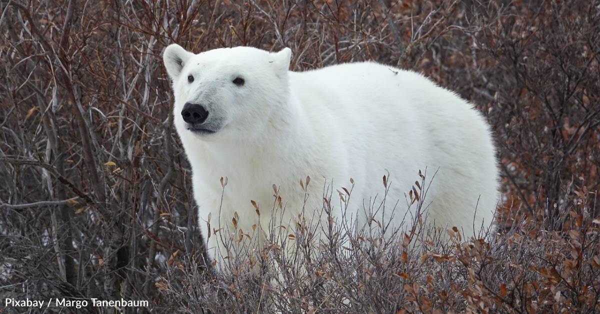 Polar Bears Are Being Exposed to More Pathogens as the Arctic Warms ...