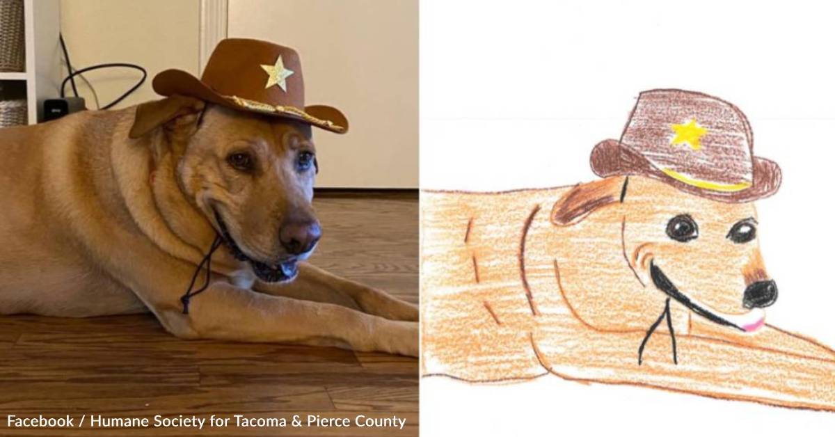 Shelter Raises Money, Creates Beautiful Artwork Through 'Poorly Drawn ...