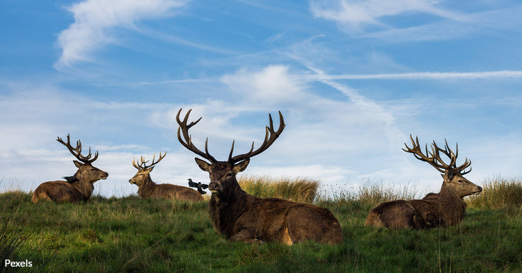 Nature's Witnesses to Nuclear History: These Animals Still Carry ...