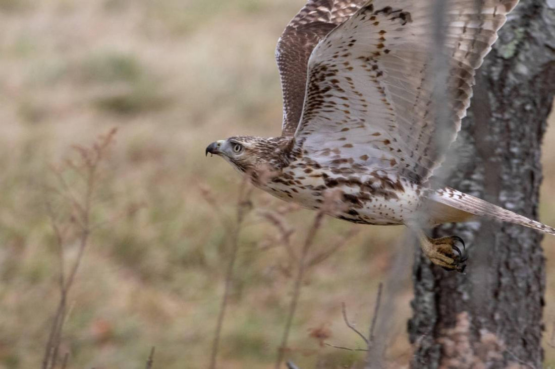 Hawk Banded in Pennsylvania in 2004 Found in Nova Scotia | GreaterGood