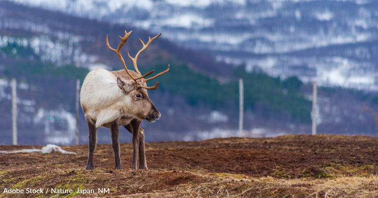 Reindeer's 'Extraordinary Visual System' Includes Seasonal Eye Color ...