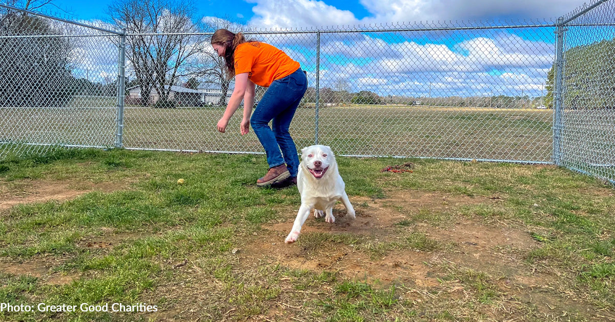 South Carolina Shelter Dogs Have Space to Run & Play Thanks to Rescue ...