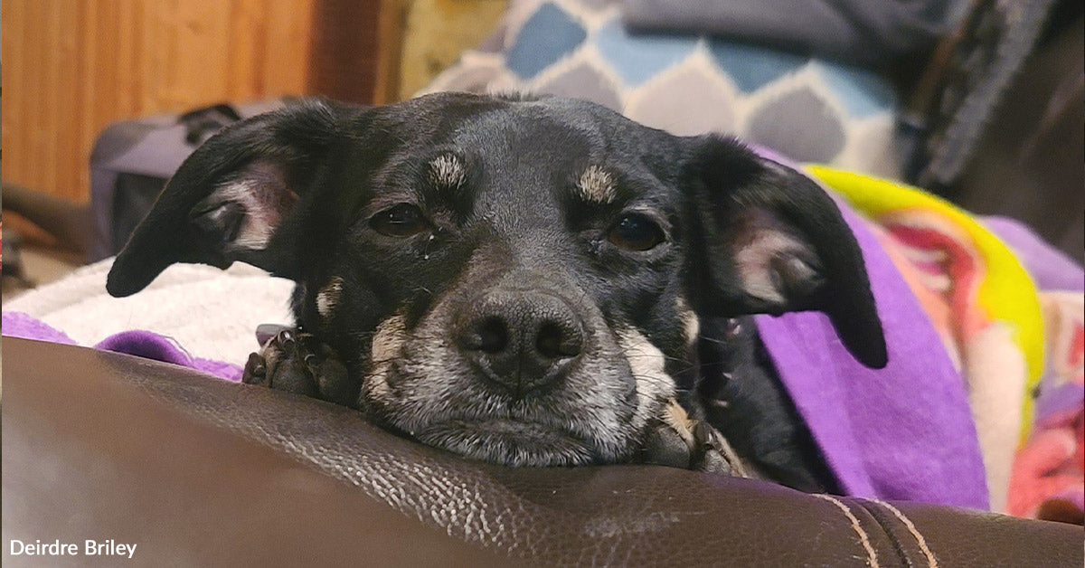 A Street Dog From Tijuana Rode Straight Into a Forever Home | GreaterGood