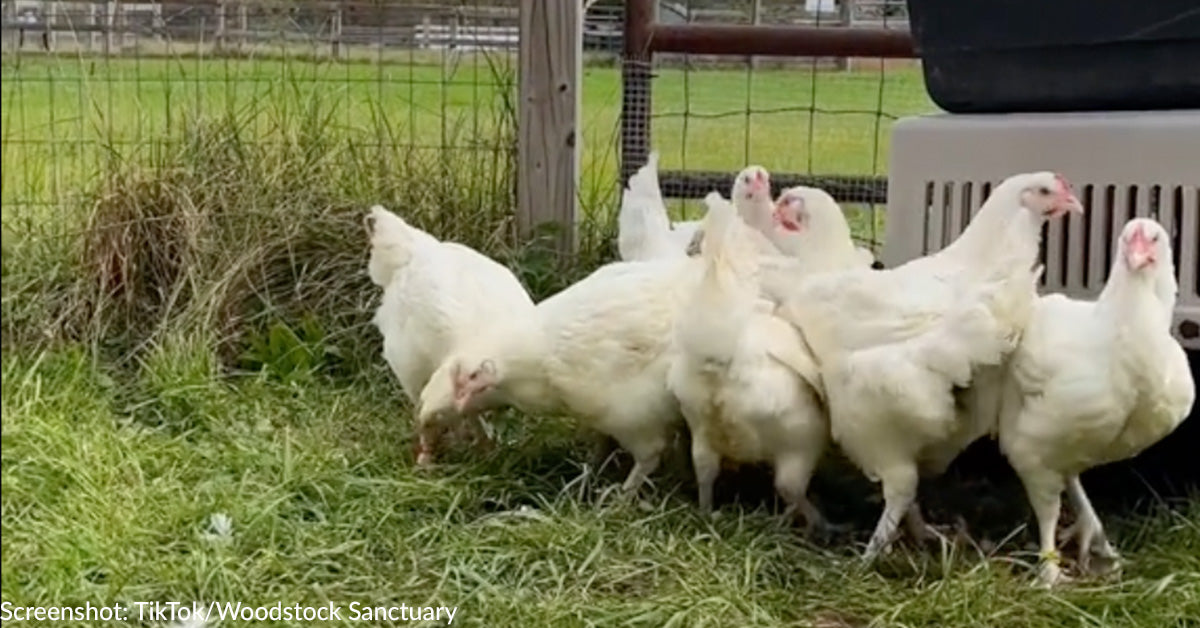 12 Chickens Rescued From Slaughter See Grass For First Time In Heartwa ...