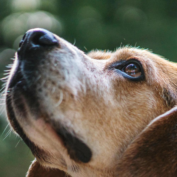 Stop Ridglan From Sending 2,500 Beagles Into More Suffering | GreaterGood