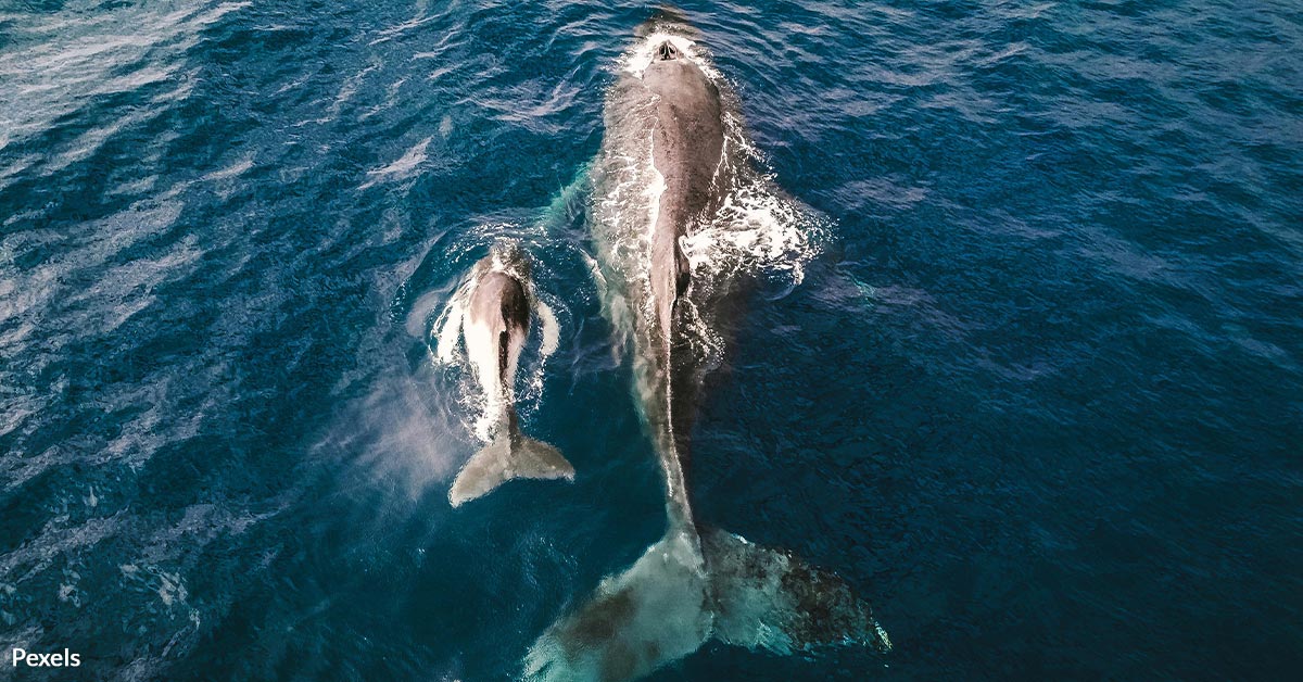 Innovative Ropeless Fishing Systems Promise New Hope for Marine Life ...