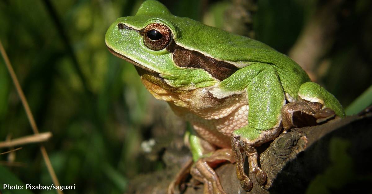 Frog Populations Are Declining Worldwide With Alarming Number Of Extin ...