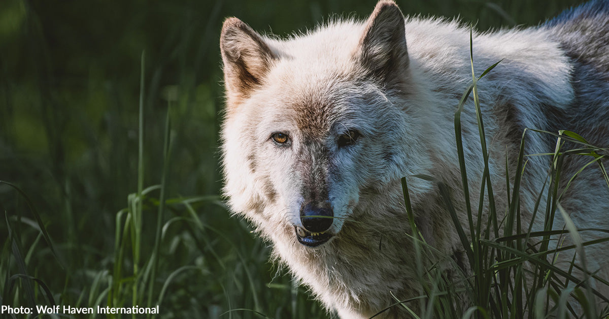 Critically Endangered Wolves Need Our Support to Survive | GreaterGood