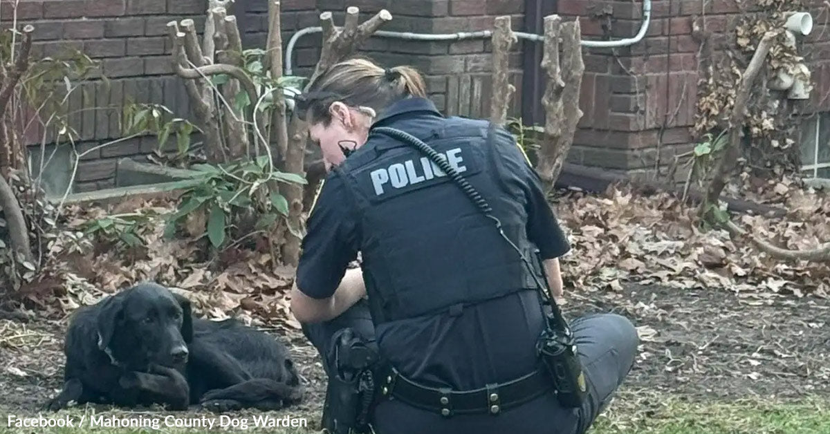 Frightened Dog Rescued Finds Hope Through Compassion From Kind Officer ...