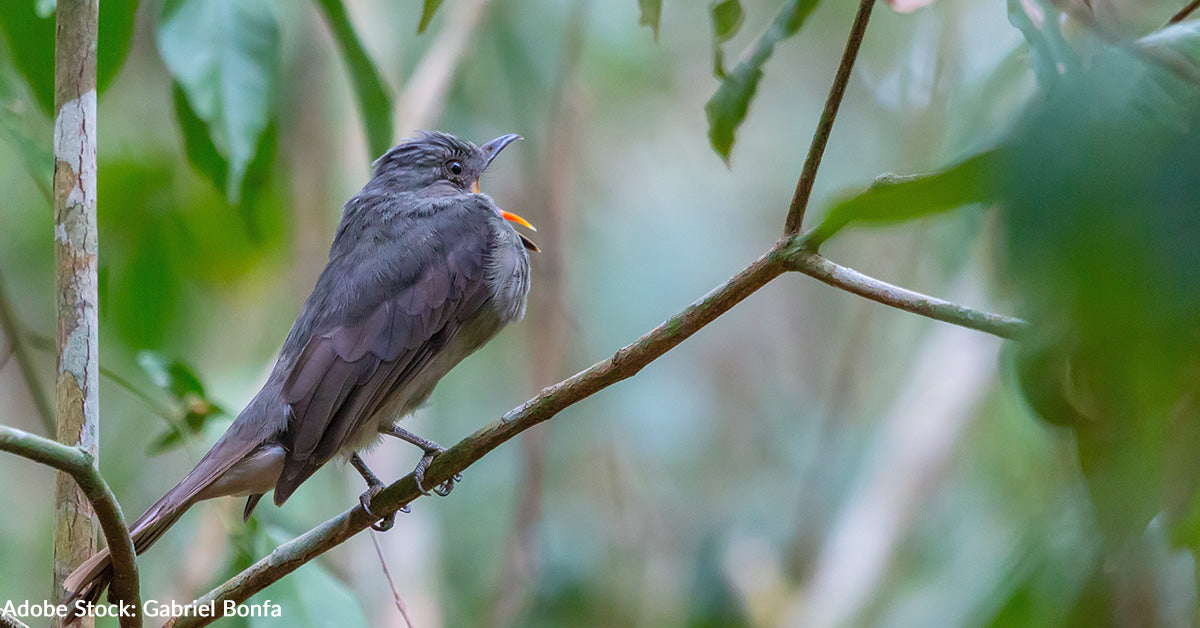One of "The Loudest Bird Calls In Nature" Captured On Video By San ...