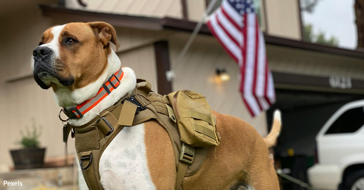 Service Dogs Transform Lives of Veterans Battling PTSD | GreaterGood