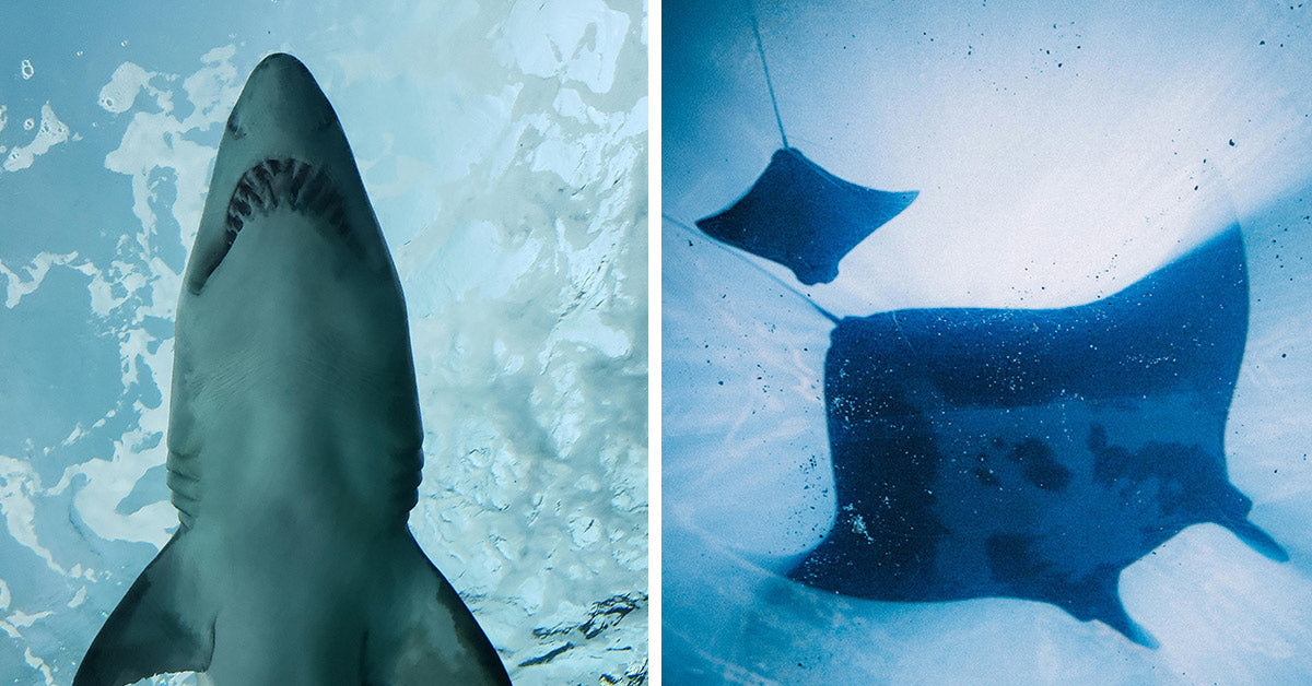 85 Nations Unite To Shield Sharks And Rays From Global Trade | GreaterGood