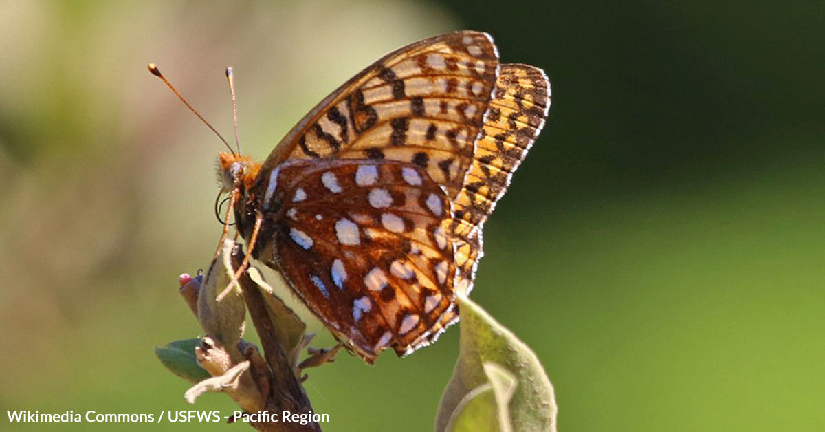 Silverspot Butterfly Teeters on the Brink as Climate and Habitat Wars ...