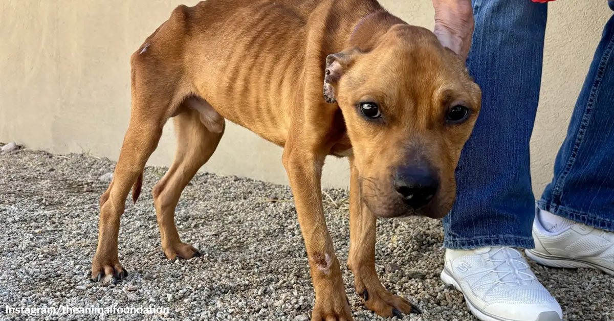 From Starving Stray to Beloved Family Dog The Animal Foundation Rescue ...