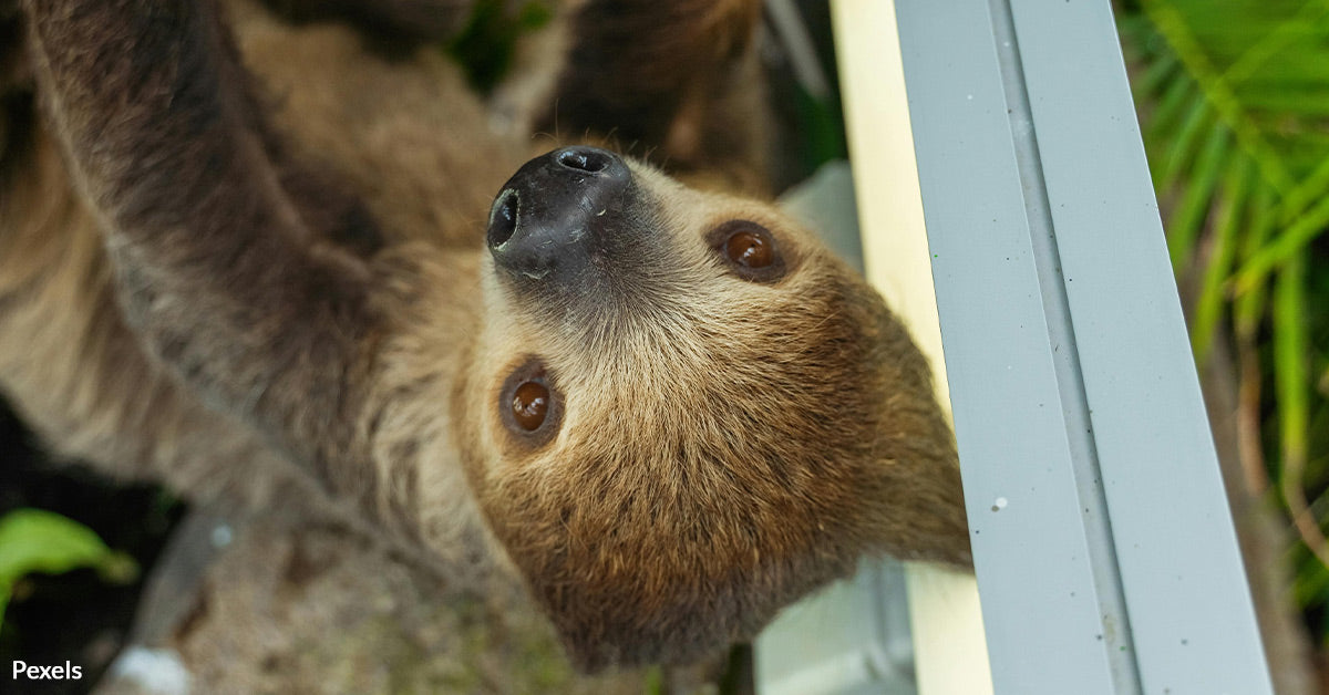 Animals Suffer in Silence Behind the Scenes of 'Sloth King' Exotic ...