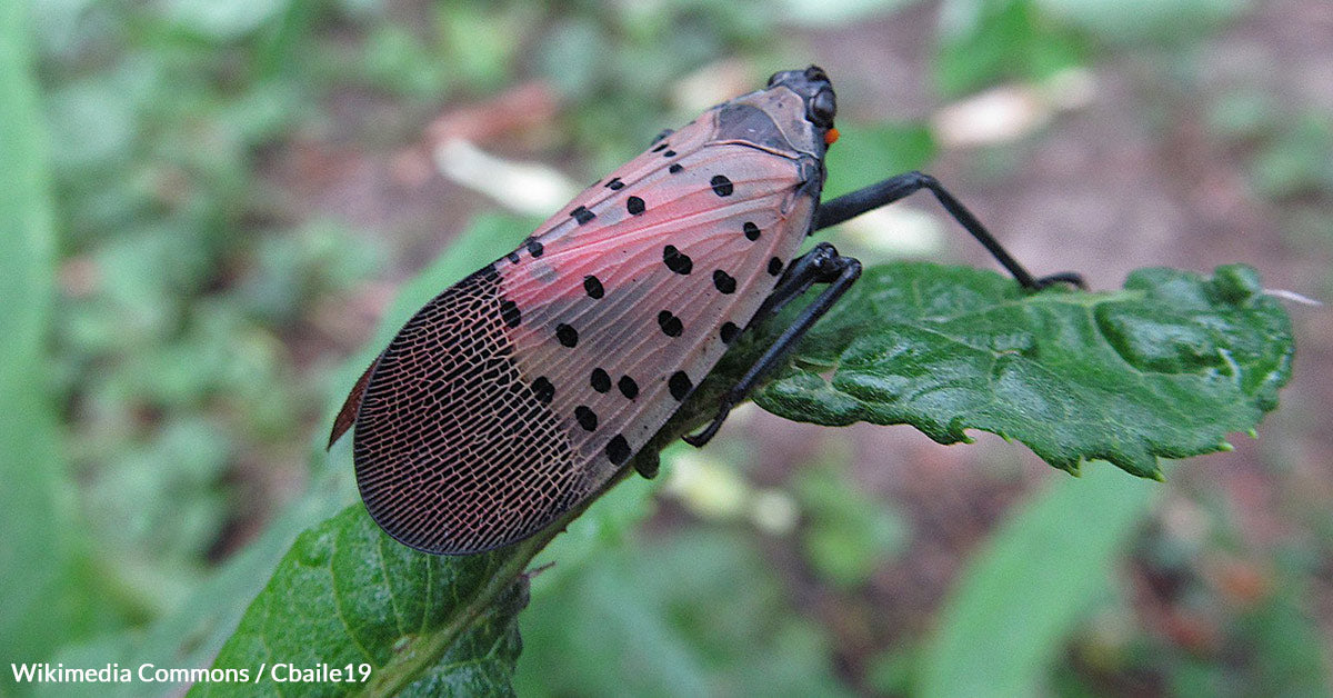The Spotted Lanternfly Poses A Threat to Agriculture and Ecosystems ...