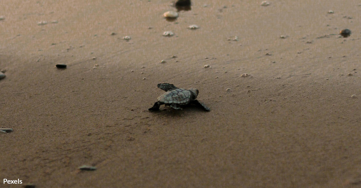 Tragic End for Green Sea Turtle Squirt Linked to Massive Decline of ...