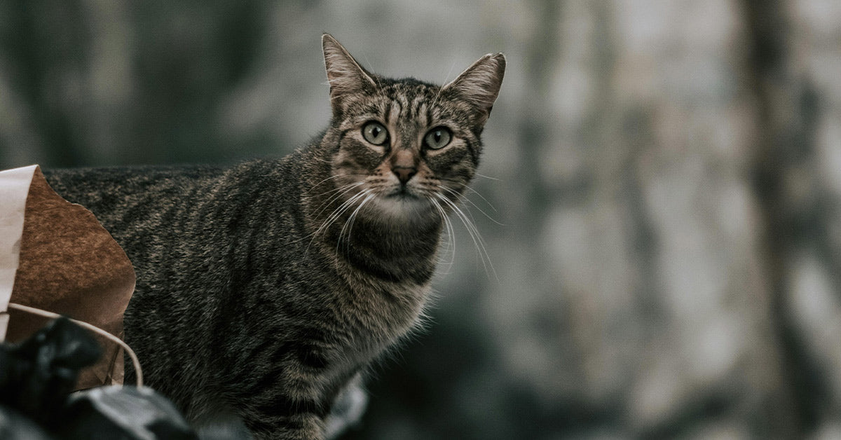Stray Cat's Maternal Instincts Kick In As She Brings Her Own Sick ...