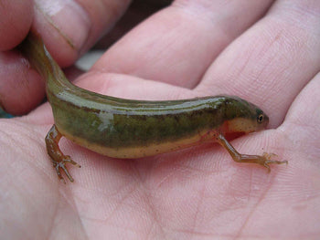 Striped Newt Faces Extinction as Climate Change and Habitat Loss ...
