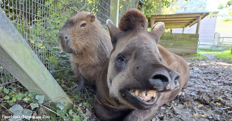 Zoo's Beloved Tapir and Capybara Die Side by Side After Years of ...