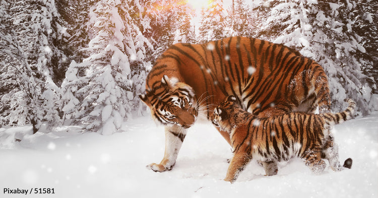 Majesty And Steadiness: The Siberian Tiger’s Two Major Personality ...