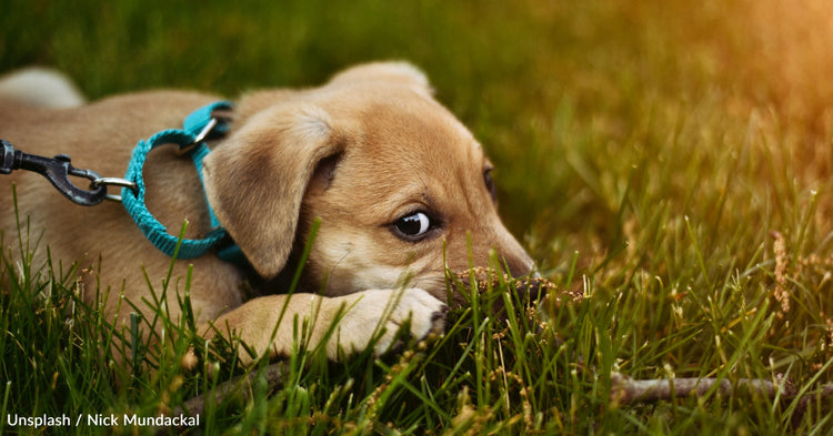 What Can Pet Owners Do If They Accidentally Hit Their Dog Out Of Anger ...
