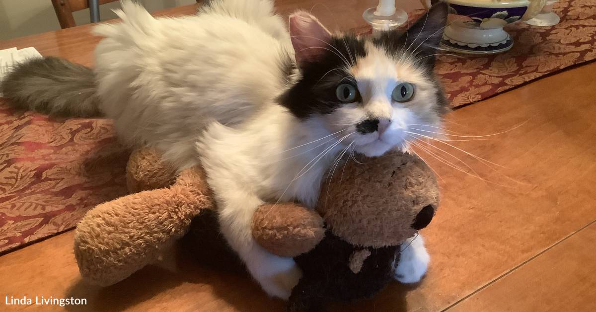 Traumatized TNR Cat Slowly Learns to Trust | GreaterGood