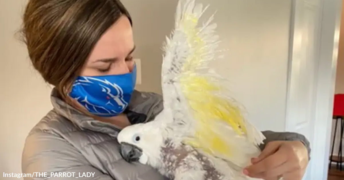 How The Kindness Of One Woman Saved a 25-Year-Old Unwanted Parrot’s ...