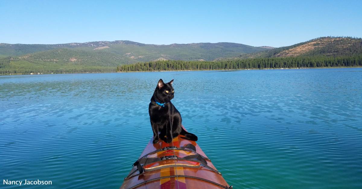 Rescue Cat Loves to Go on Adventures, Even on a Kayak | GreaterGood