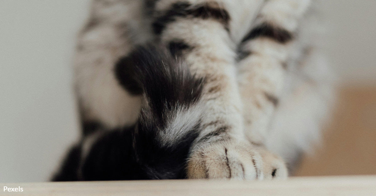 Why Your Cat’s Kneading Habit Might Be Telling You More Than You Think ...