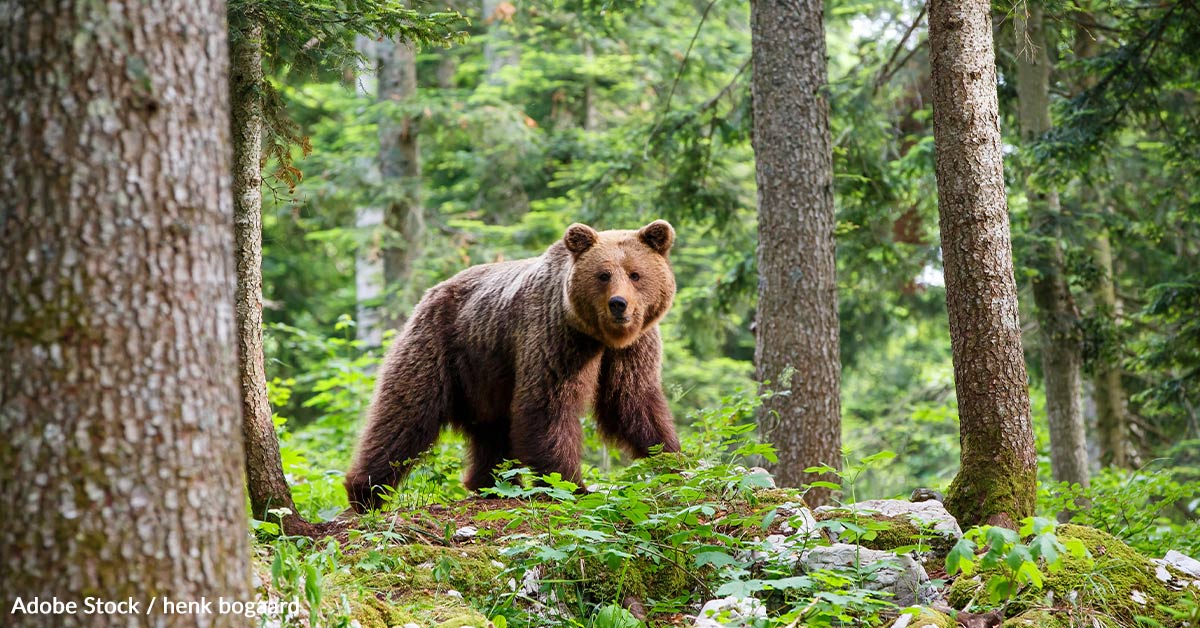 Wildlife Encounters are on the Rise: Here's How to Protect Yourself and Your Pets | GreaterGood