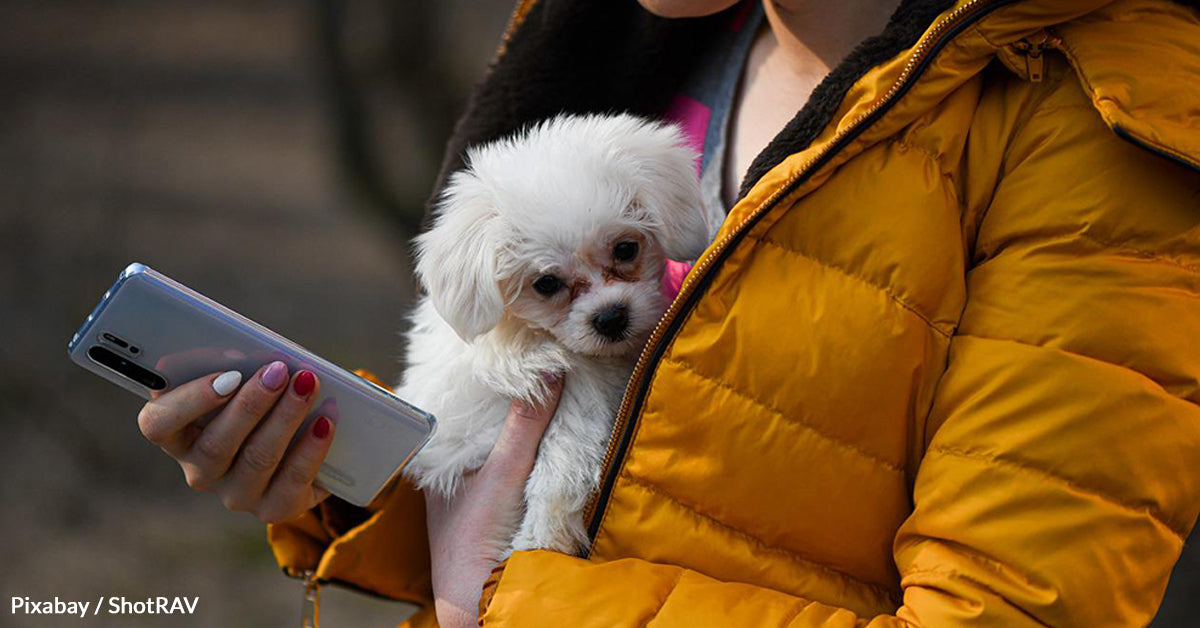 New Variation of Wordle Made Just for Dog Lovers | GreaterGood