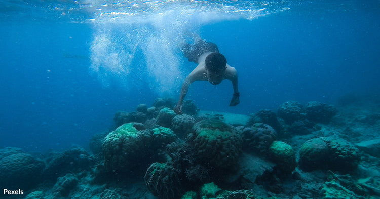 World Reef Day: Raising Awareness for Coral Reef Conservation | GreaterGood