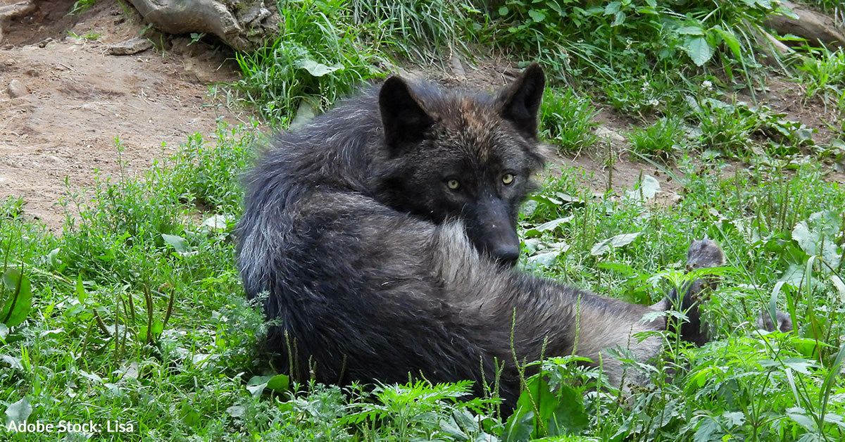 Yellowstone Wolf Pup Captured On Video Voicing Her "Adult-Like" Howl ...