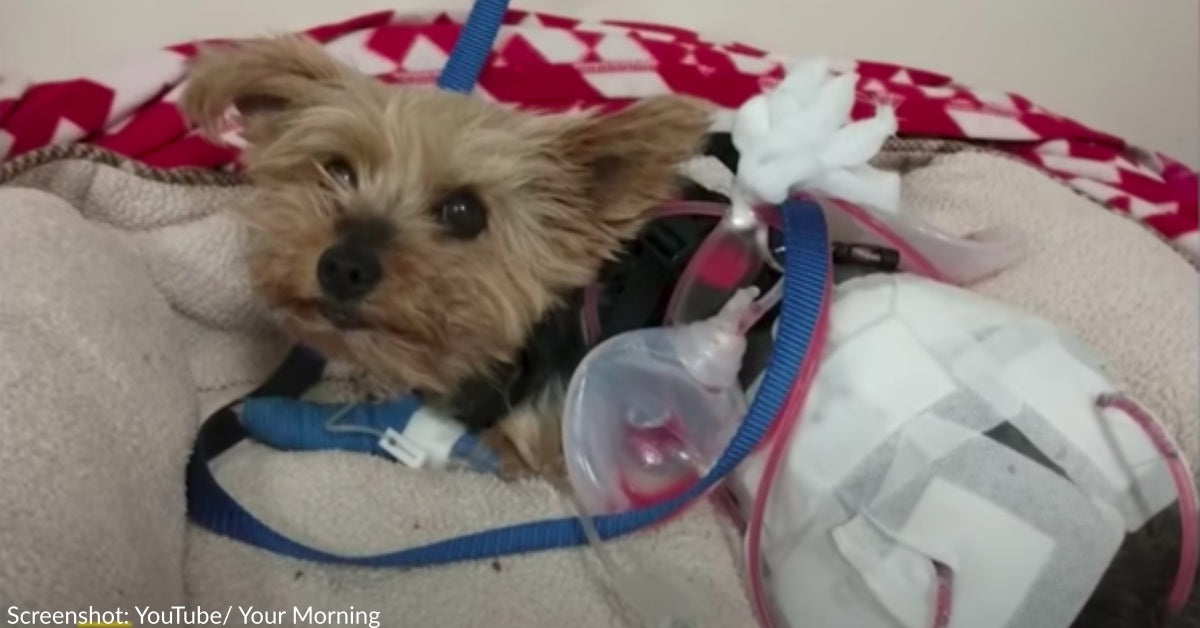 Yorkie Survives Coyote Attack While On Walk With 10-Year-Old Girl | GreaterGood