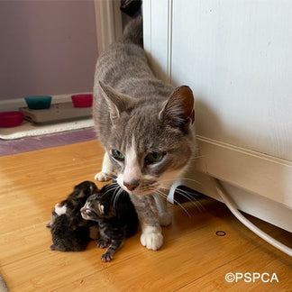 Emergency Kitten & Puppy Formula | Provide Formula Feeding Kits For ...