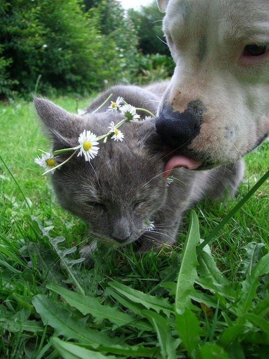 hopatcong-pound-project-inc-6309 | GreaterGood