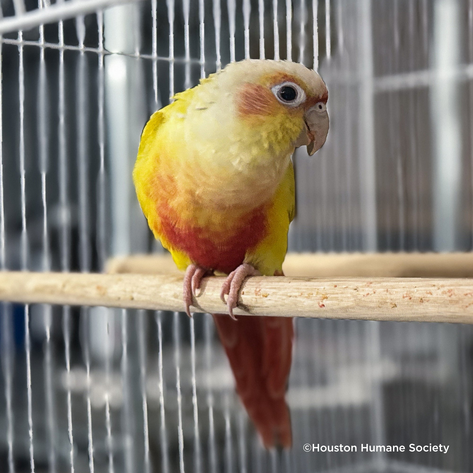Help Rescued Exotic Birds By Sending Supplies | GreaterGood
