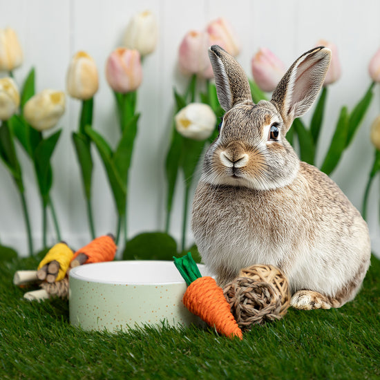 Send Supplies & Goodies To Rescued Bunnies | GreaterGood