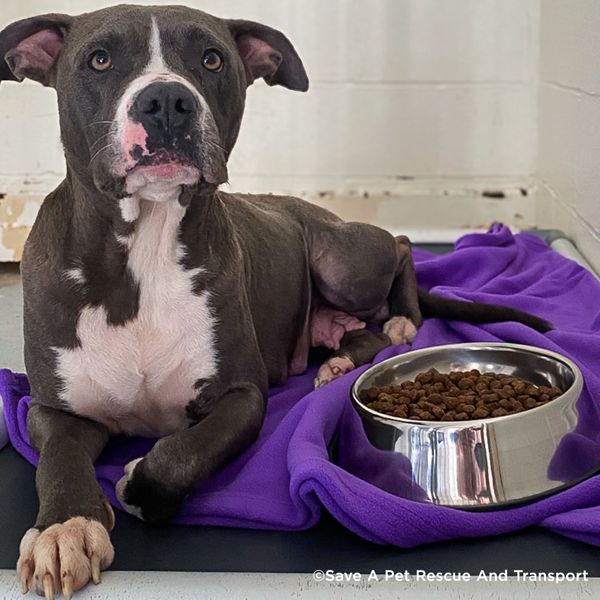 save-all-dogs-rescue-261 | GreaterGood