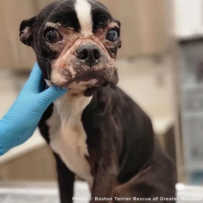 Emergency Animal Care Fund | GreaterGood