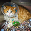Emergency Animal Care Fund | GreaterGood