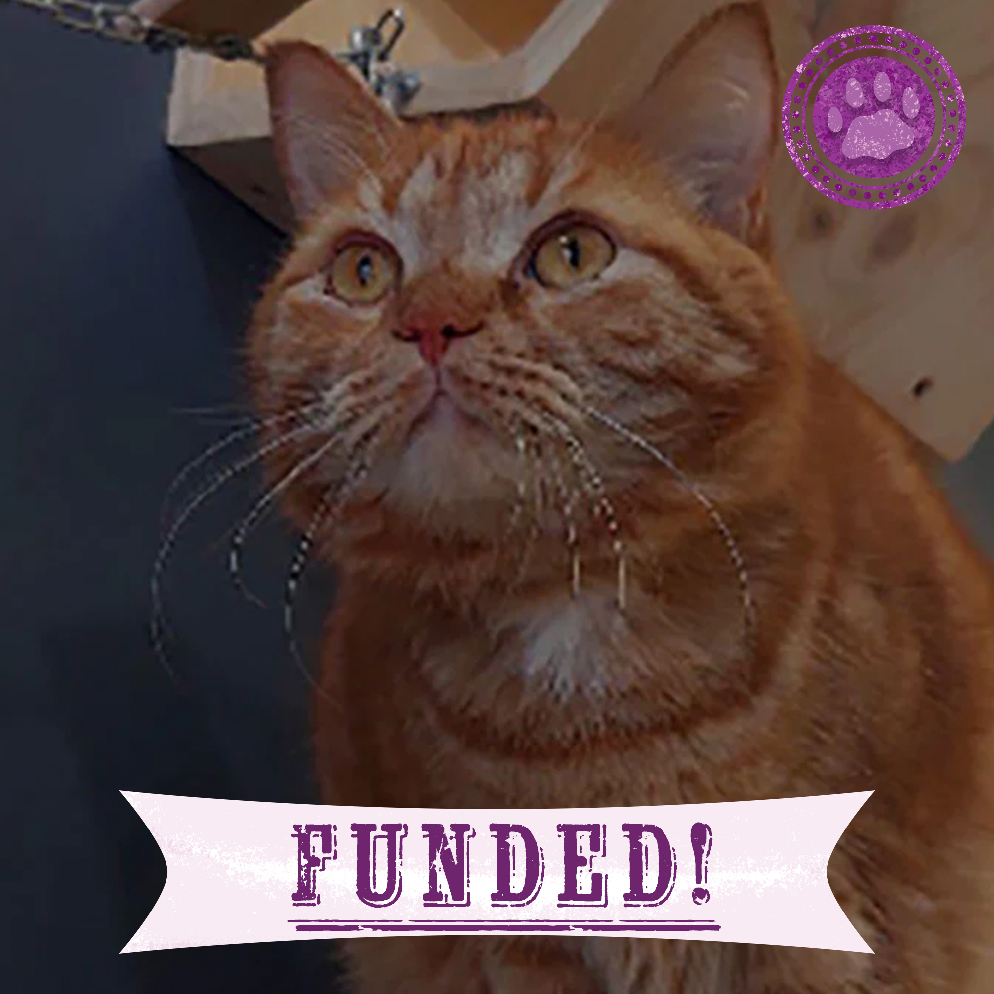 Funded: Help Garfield Recover from Life-Altering Surgery | GreaterGood