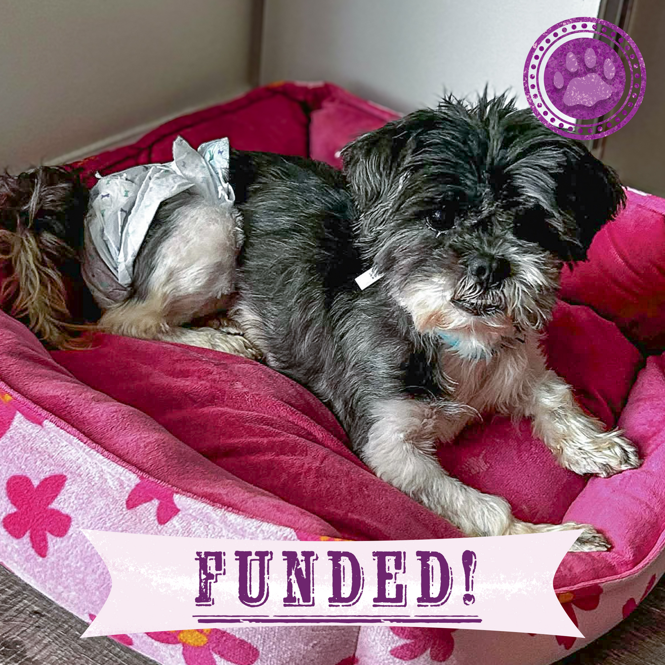 Funded: Help Perla Heal From Kidney Stones and Dental Disease | GreaterGood